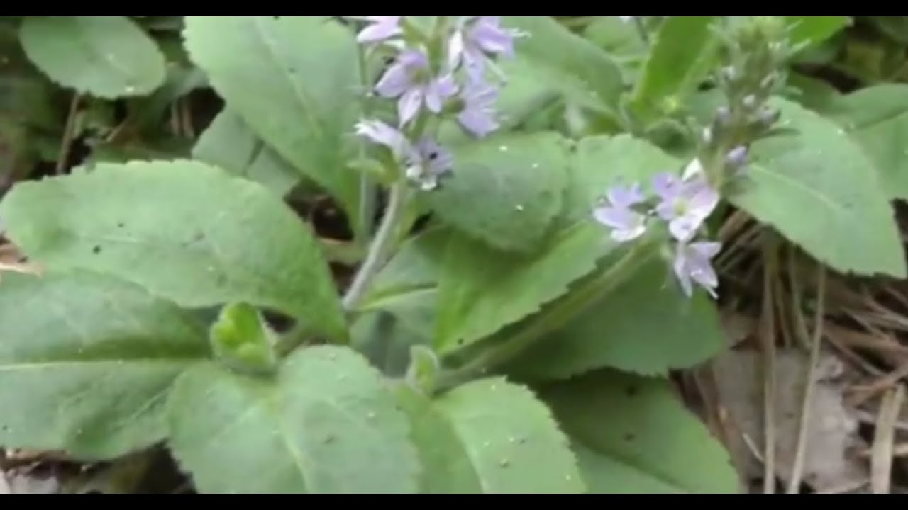 VERÔNICA: UMA PLANTA RIQUÍSSIMA EM BENEFÍCIOS PARA A SAÚDE - YouTube