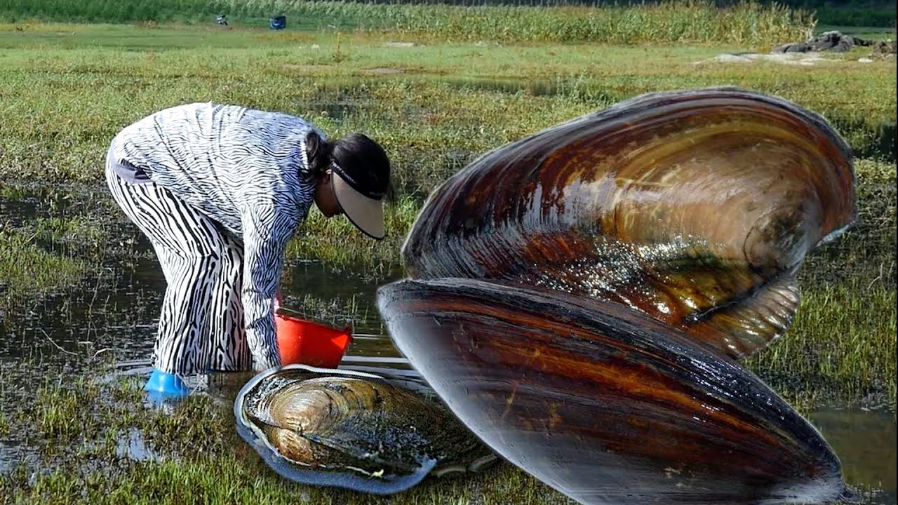 I have never seen such perfect pearls. Huge shells give birth to perfect pink pearls - YouTube