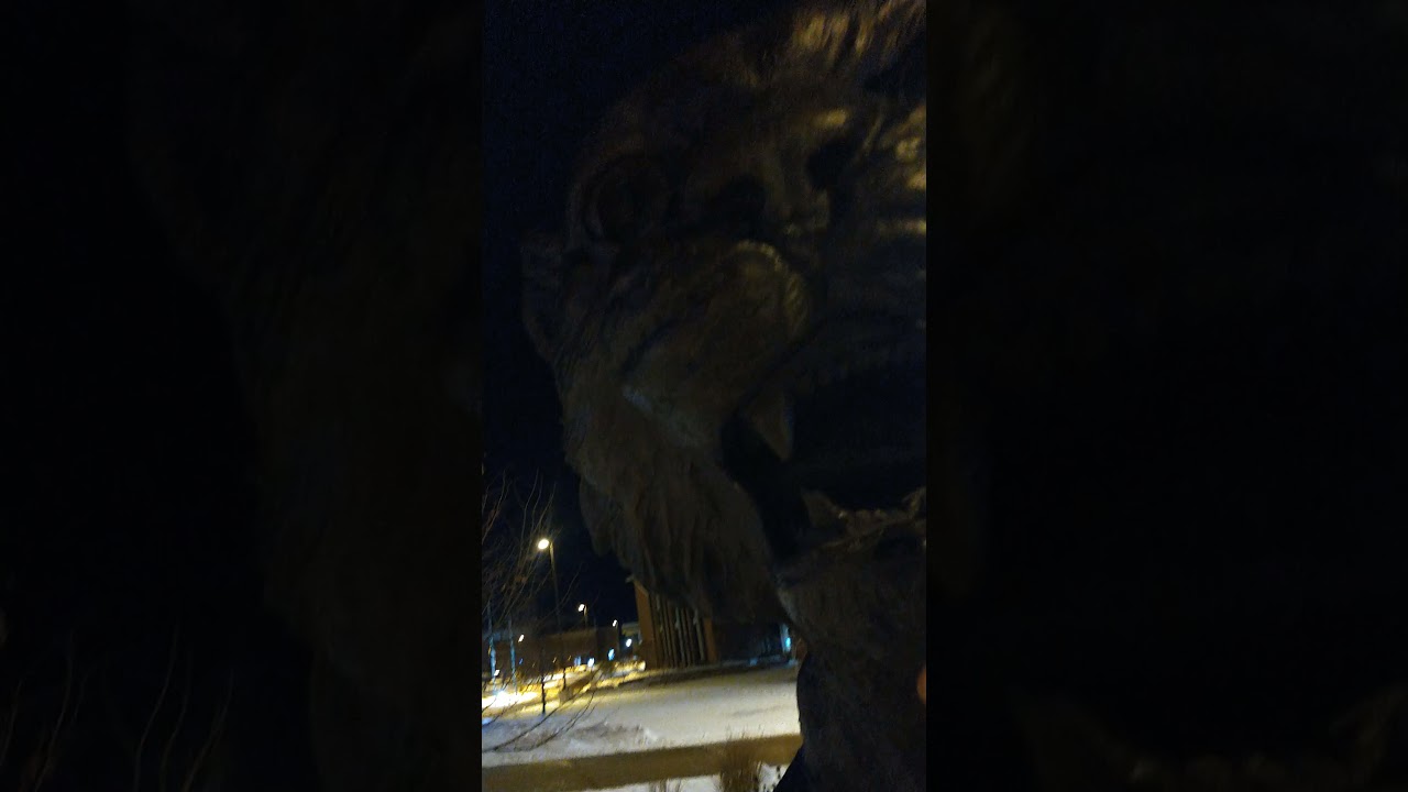 Wildcat Statue ASMR || Letter Tracing, Tapping, Scratching - YouTube
