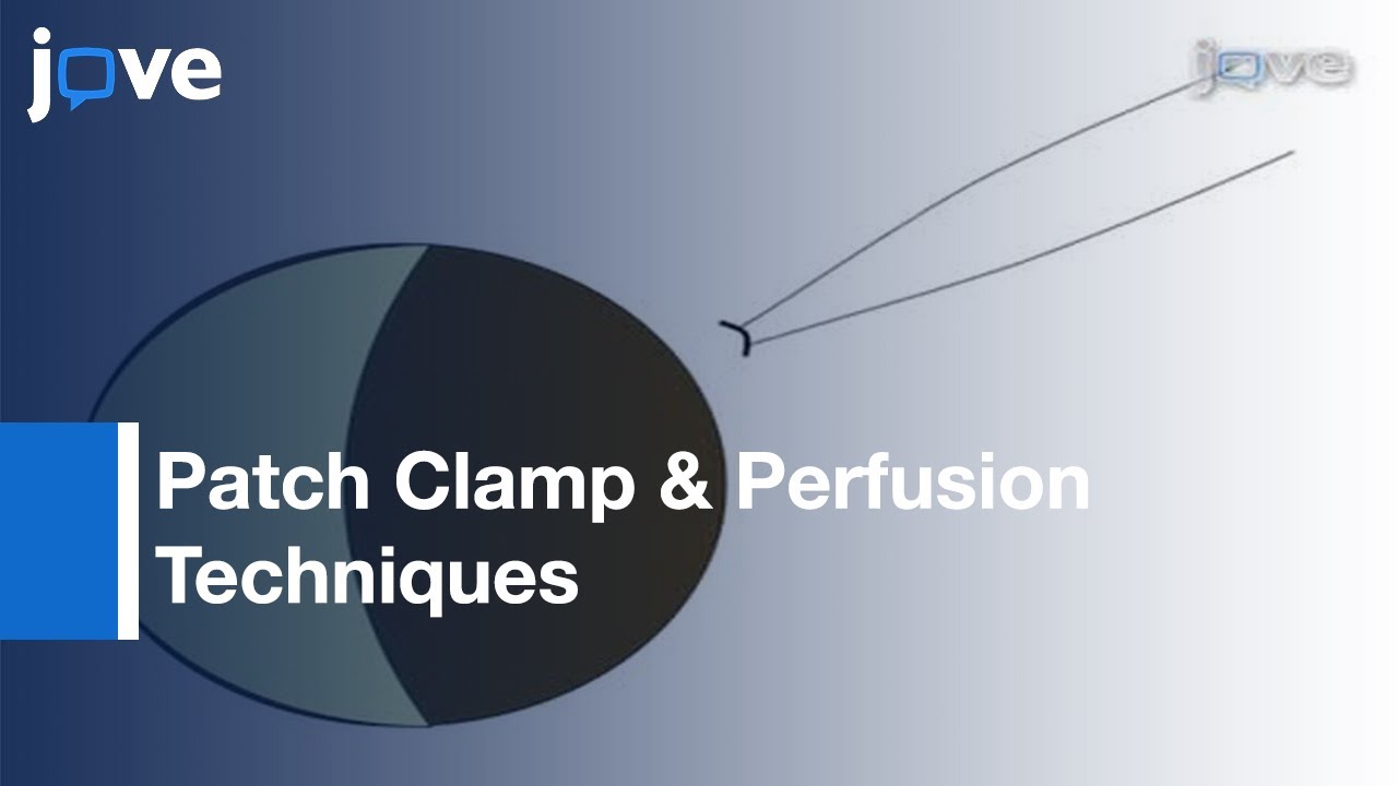 Patch Clamp & Perfusion Techniques: Ion Channels Expressed-Xenopus ...