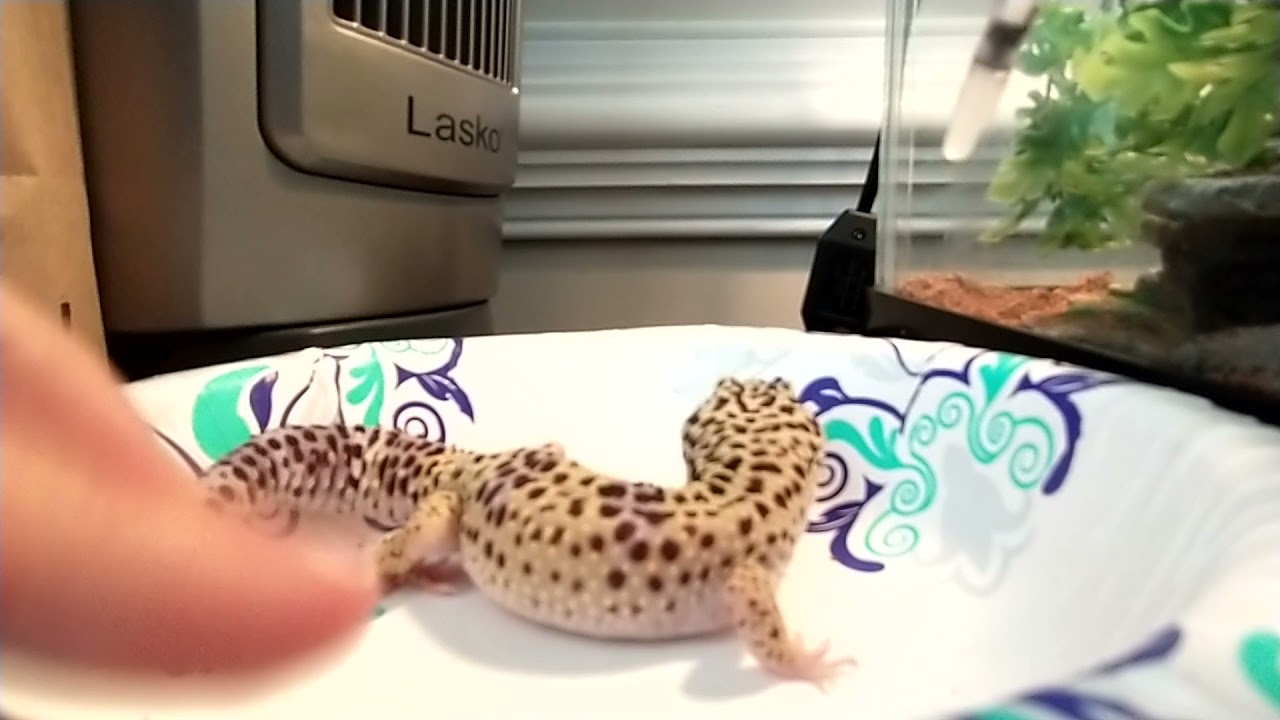MY LEOPARD GECKO HAS A PARASITE!! giving herald his medicine!! - YouTube