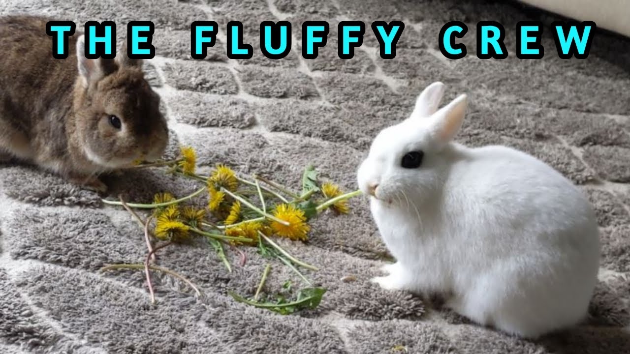 Rabbits Eating Very Fast | Gizmo & Lily | The Fluffy Crew - YouTube
