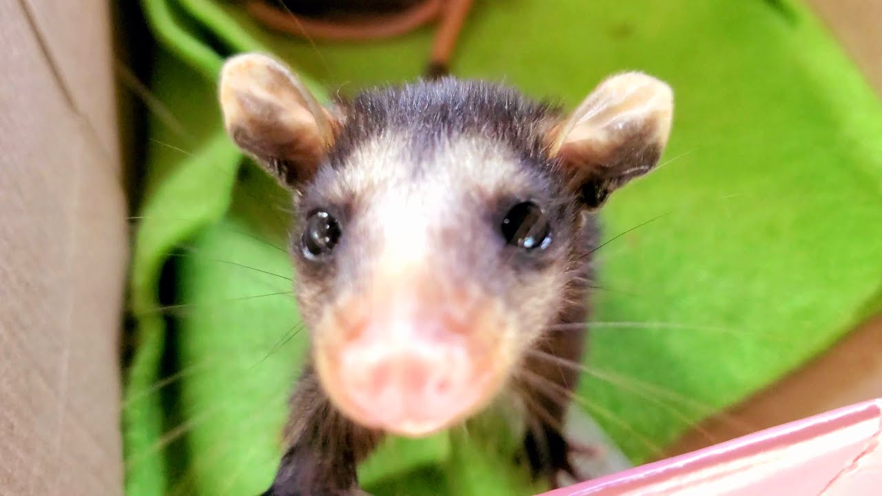 Zarigüeyas Bebés 😇🍼 - YouTube