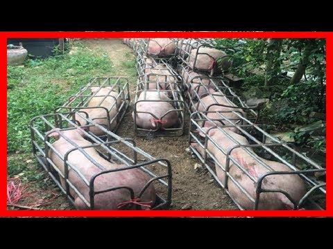 Breaking News | Cambodian farm breeds mutant pigs with double muscles ...