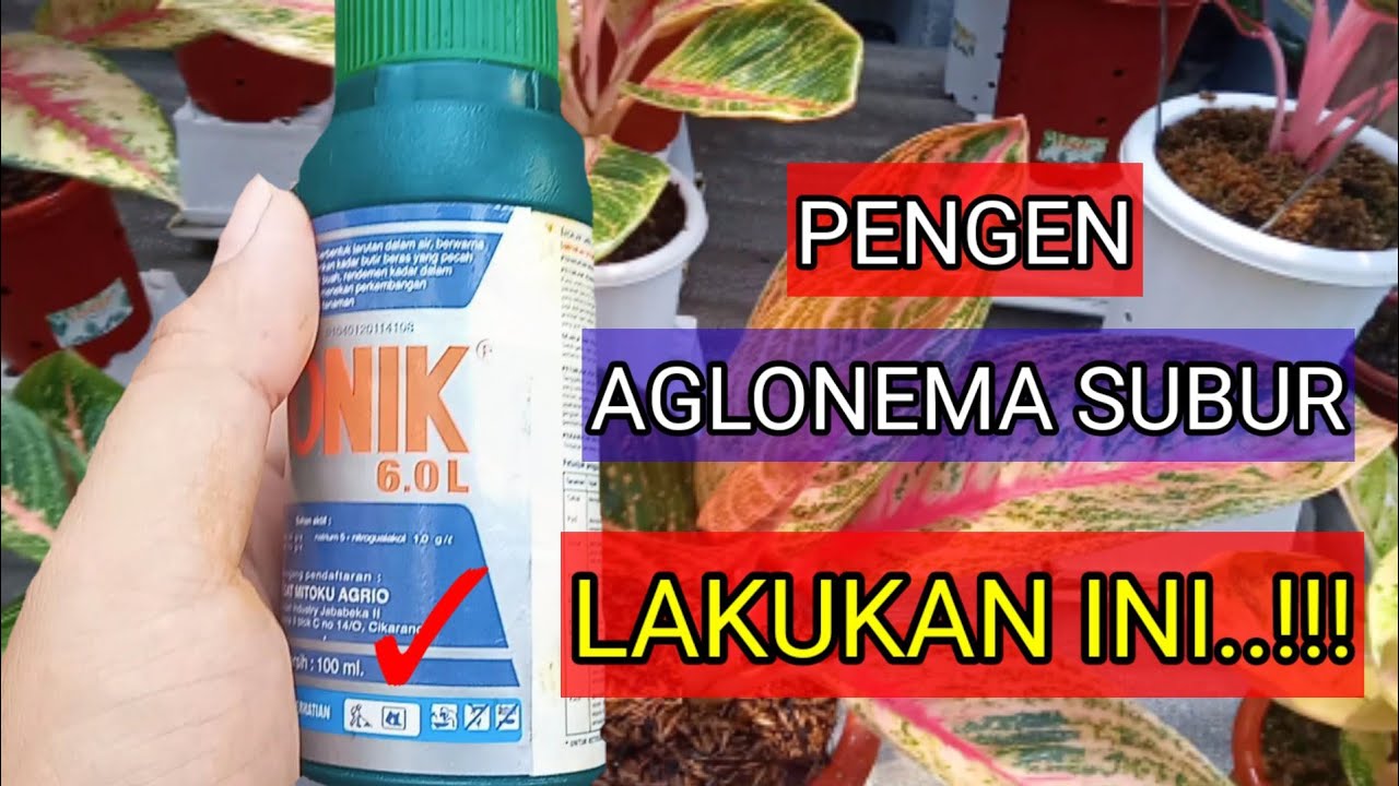 aplikasi atonik zpt... membuat aglonema subur dan segar - YouTube