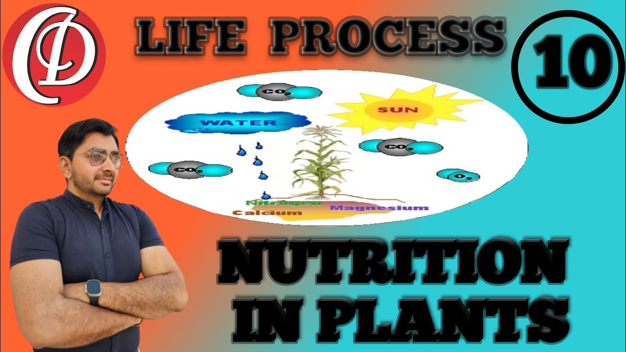 Nutrition in Plants / Life process/ class 10 - YouTube
