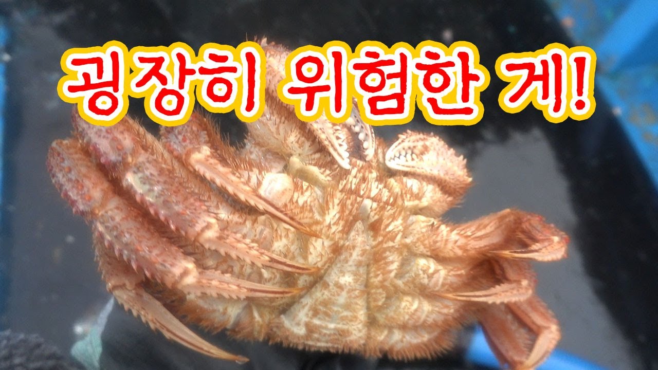 수심 140m에서 잡은 폭군!! 하지만 최고의 맛과 향!!! / A very dangerous crab! - YouTube
