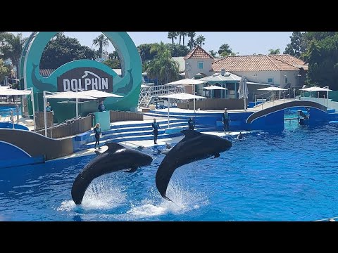 amazing dolphin show ! watch these intelligent creatures in action ...