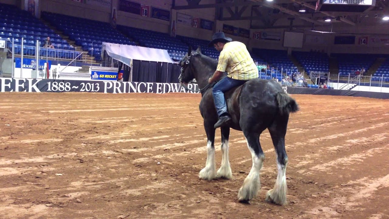 Draft Horse Egg Stomp (Clydesdale) 2 - YouTube