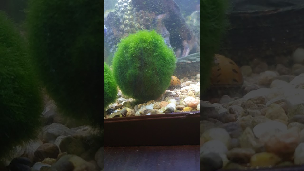 First fish birth in my first tank! - YouTube