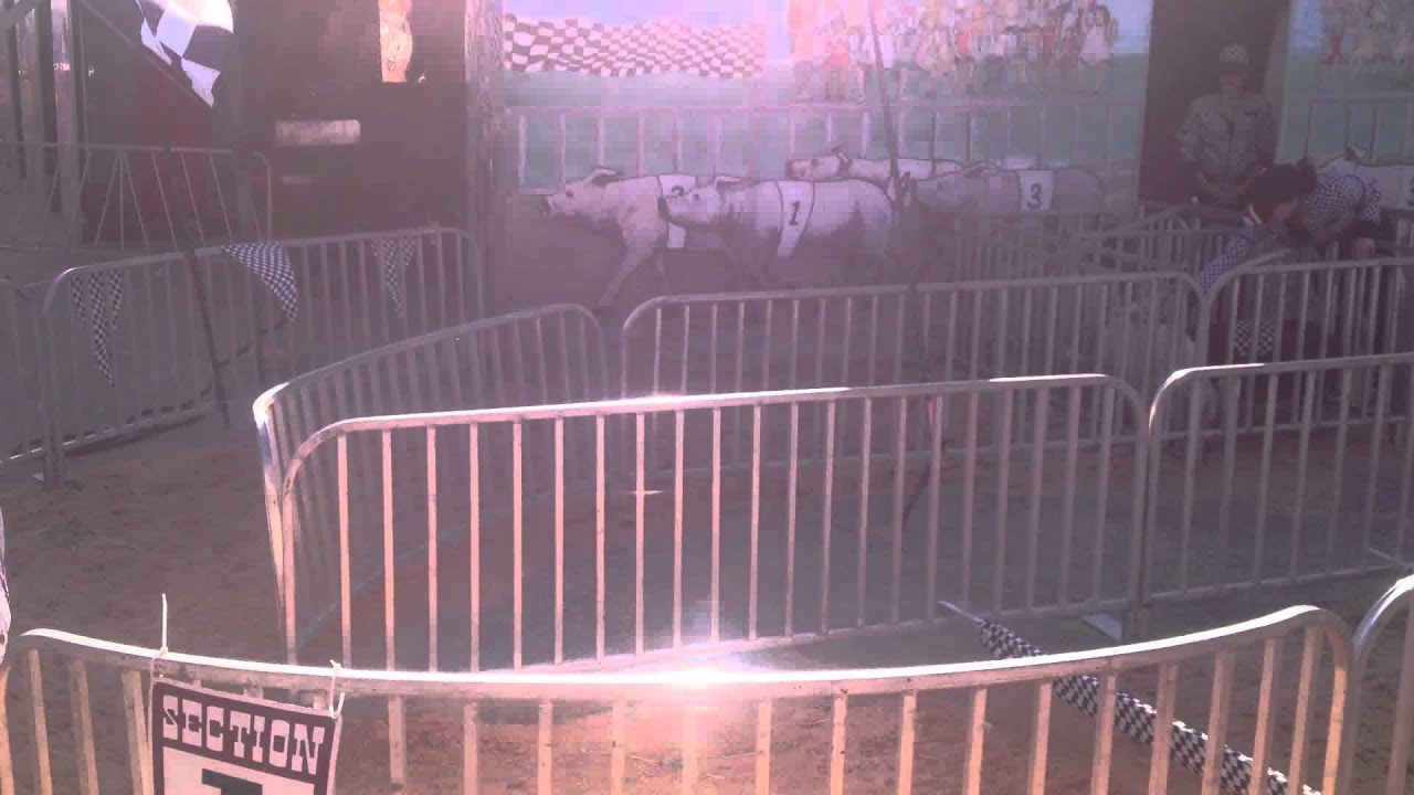 Hollywood Racing Pigs - Pig Race at Rochester Fair Round 1 - YouTube