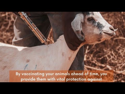 Goat raksharab vaccine treatment 🌴📍 - YouTube