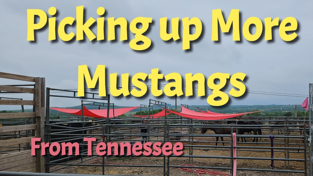 Mustang Horse Taming: Picking up 5843 and first session - YouTube