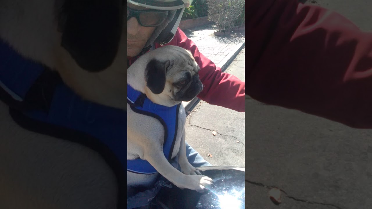 Pug rides motorcycle - YouTube