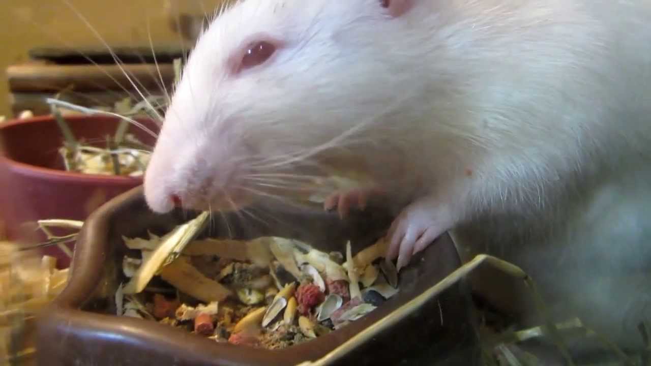 My Albino Rats, Chewey and Potato - YouTube