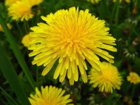 Sirup od maslacka - Recept - YouTube
