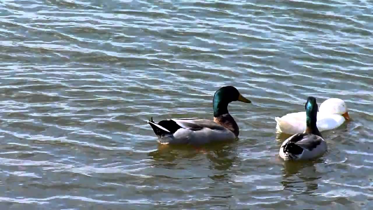 Mallard Foreplay Flushing Meadow Park 3 14 11 - YouTube