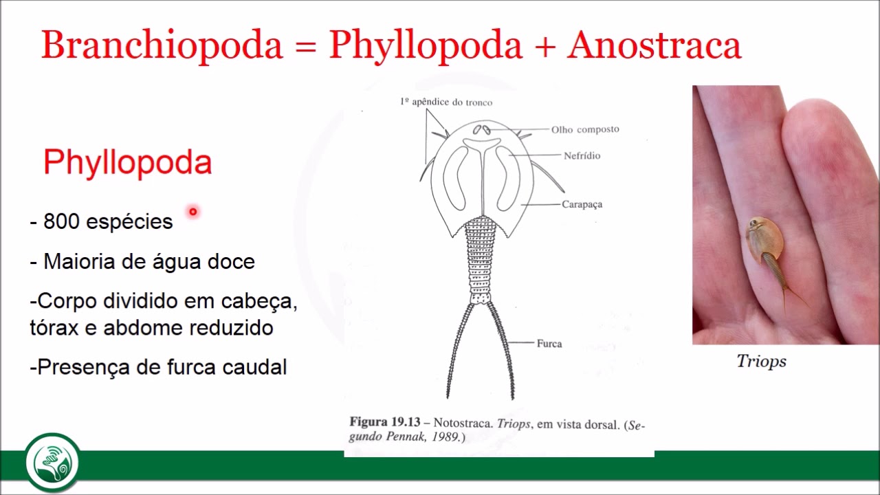 Aula 5 Pancrustacea_Crustáceos - YouTube