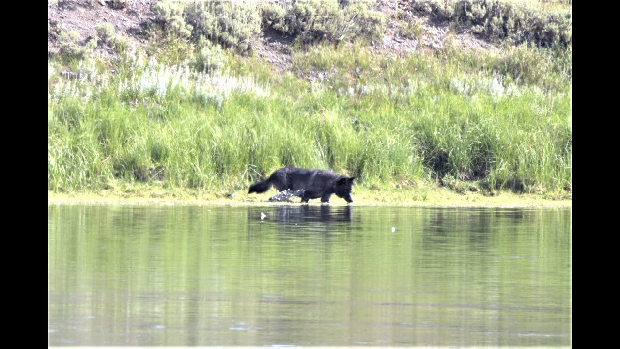 Yellowstone Gray Wolf Plays Like a Puppy in the Yellowstone River - YouTube