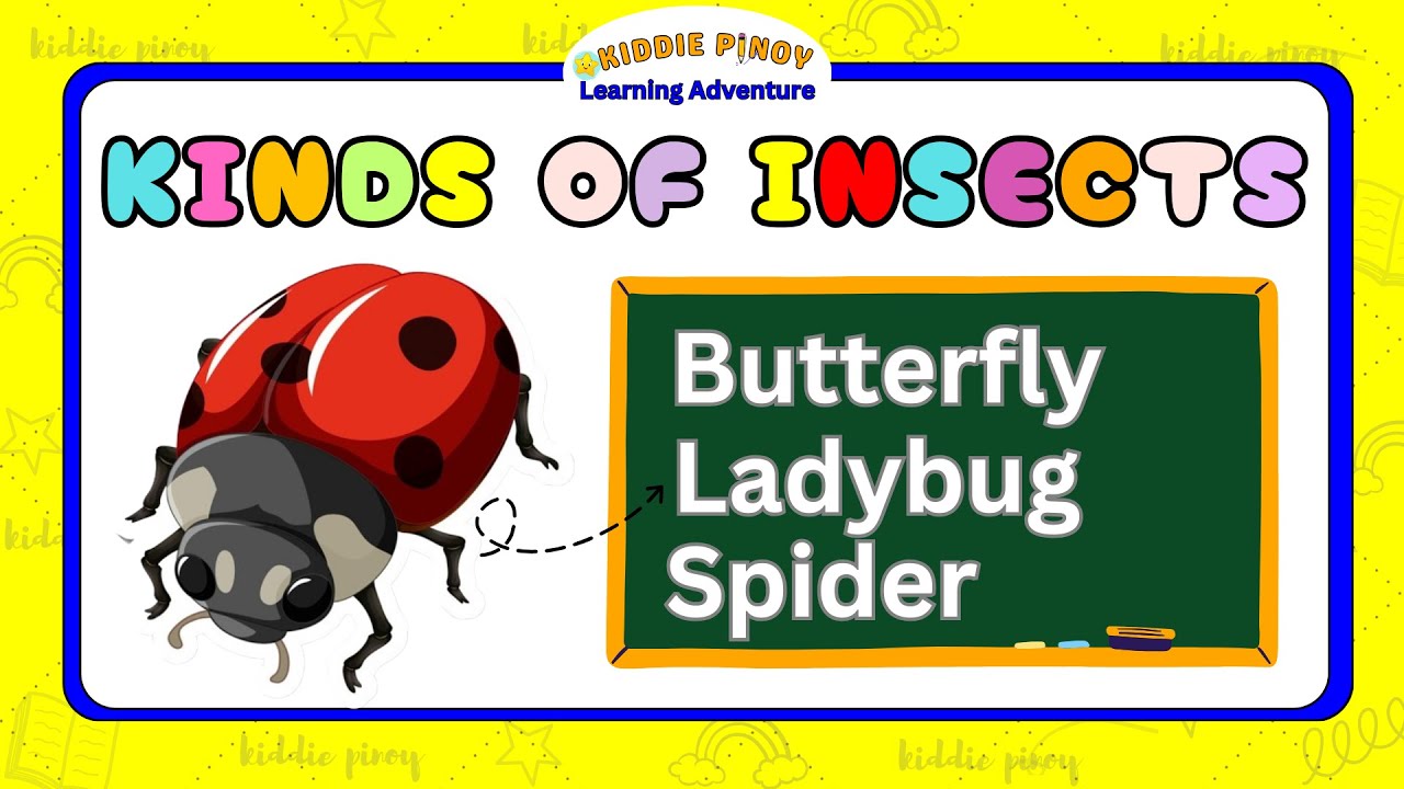 Kinds of Insects | Kids Vocabulary | Insects Around Us - YouTube