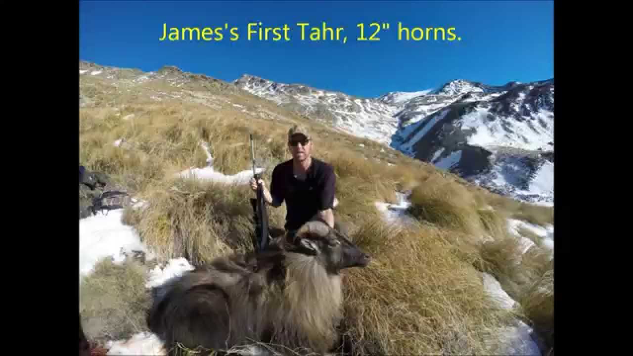 Bull Tahr head shot at 150 yards!!! - YouTube