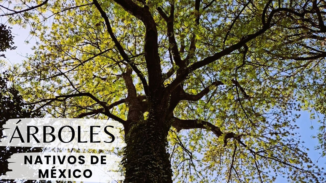 Arboles Del Centro De Mexico