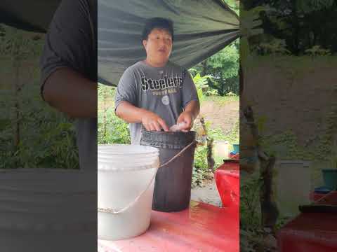 Broiler cull how to cutting and idea,, to trim - YouTube