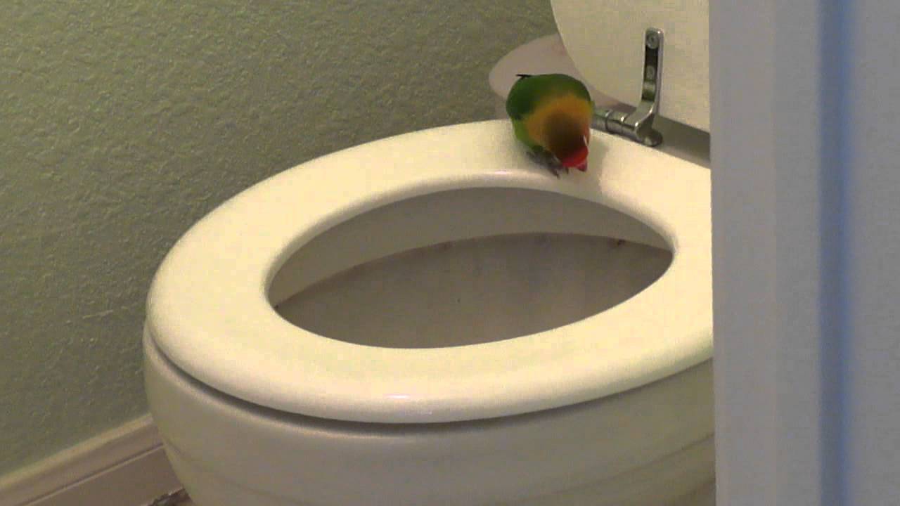 Bird Using a Toilet - YouTube