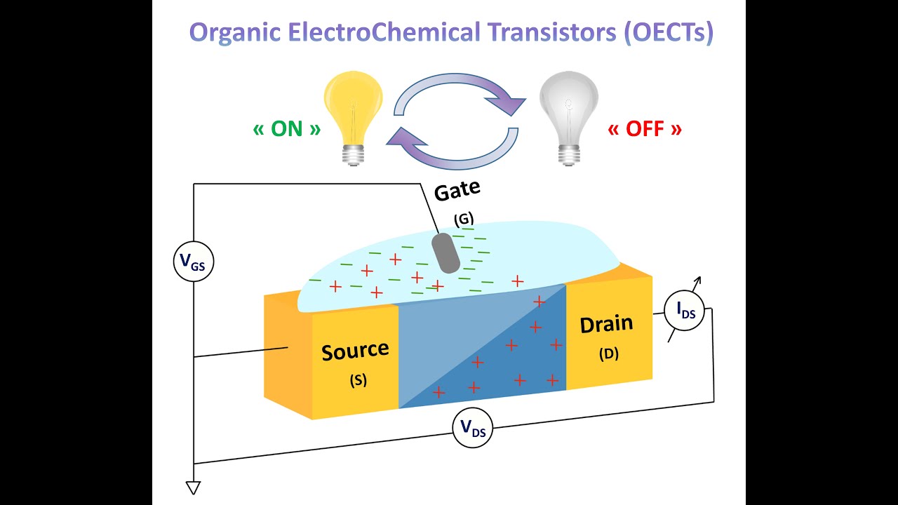 2. P3HT + PVDF-HFP organic synaptic (neuromorphic) transistor ...