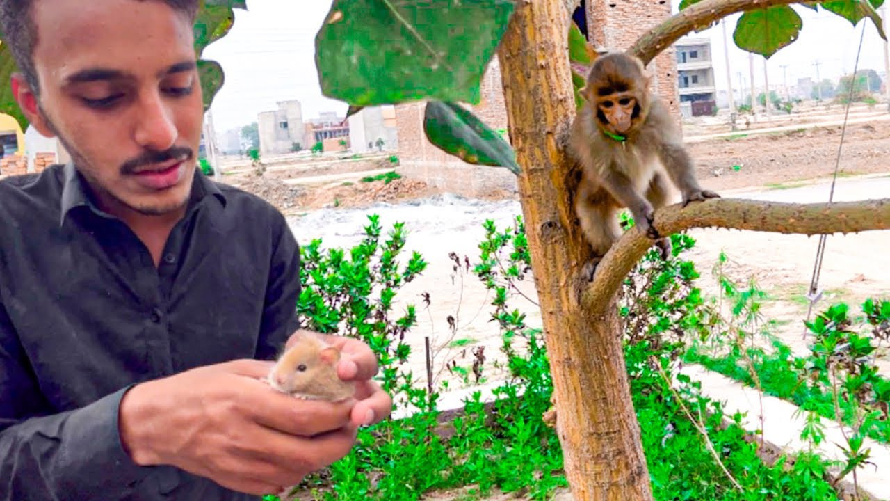 Jaggu 🐒 Hamster Ko Dekh Kar Daaar Gya 😂 - YouTube