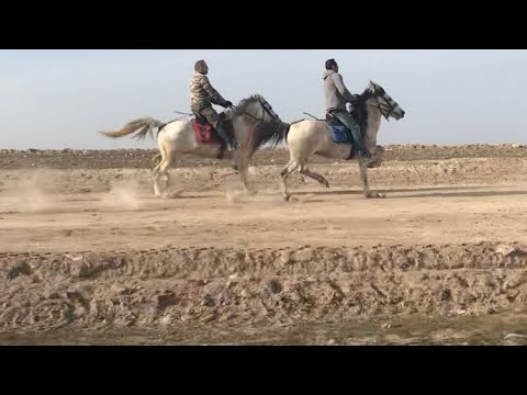 Yorga Atlar Uzay vs Sultan. (Dostluq Gorüşü😄) Maraqli Videolari gonderin: 👉WhatsApp +79266206463