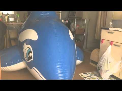 Popping Inflatable Whale pool Toy Float Gets POPPED | Doovi