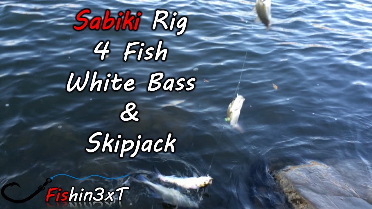 Skipjack and White Bass on Sabiki Rig - YouTube