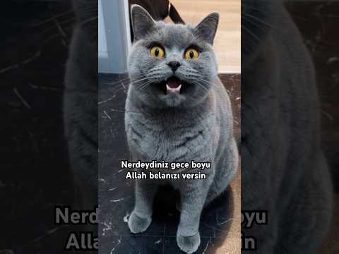 Sizin kedinizde böyle mi ?