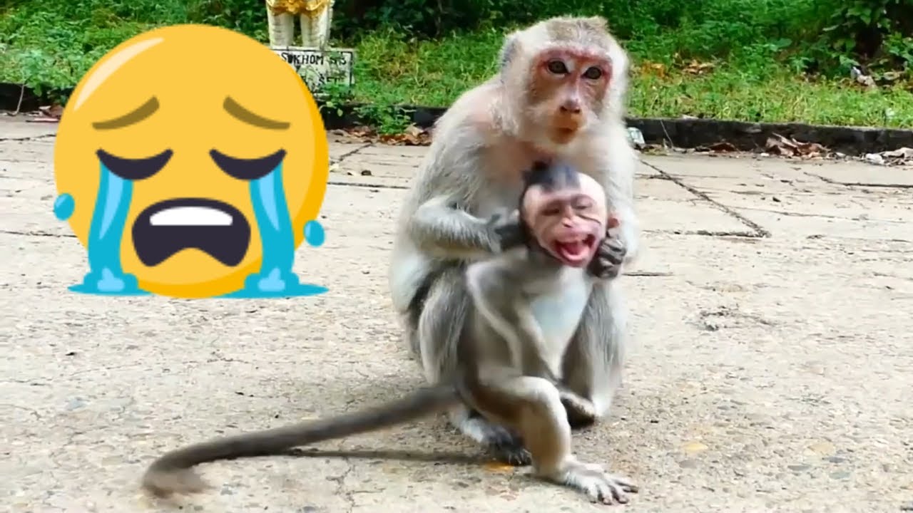 Pitiful poor baby monkey got hungry mom rejected milk and baby running ...