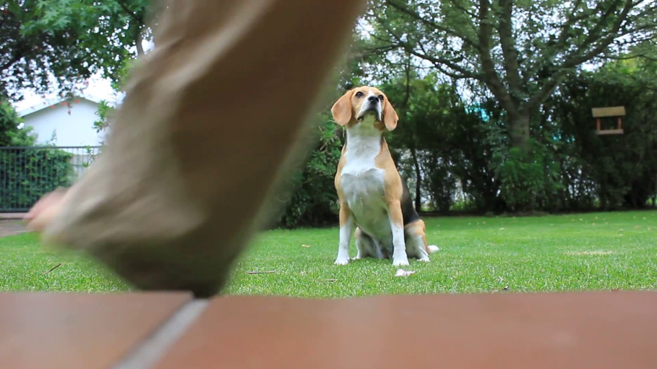 Hello Beagle #Beagle #Waving - YouTube