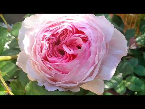 SCENTUOUS SHRUB ROSE - YouTube