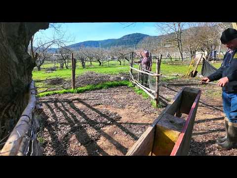 KOYUNLARIN YAZLIK AĞILINDA YENİ DÜZEN... KÜMESTE EN GÜZEL ALTLIK MALZEME \