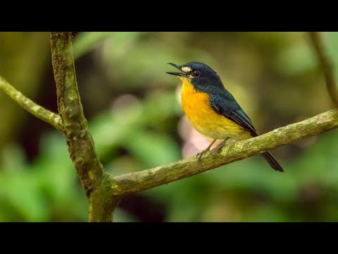Nhạc Không Lời Thư Giản Với Tiếng Piano và Tiếng Chim Hót