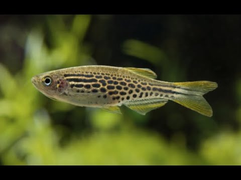 13 Different Danio fish types for your fish tank - YouTube