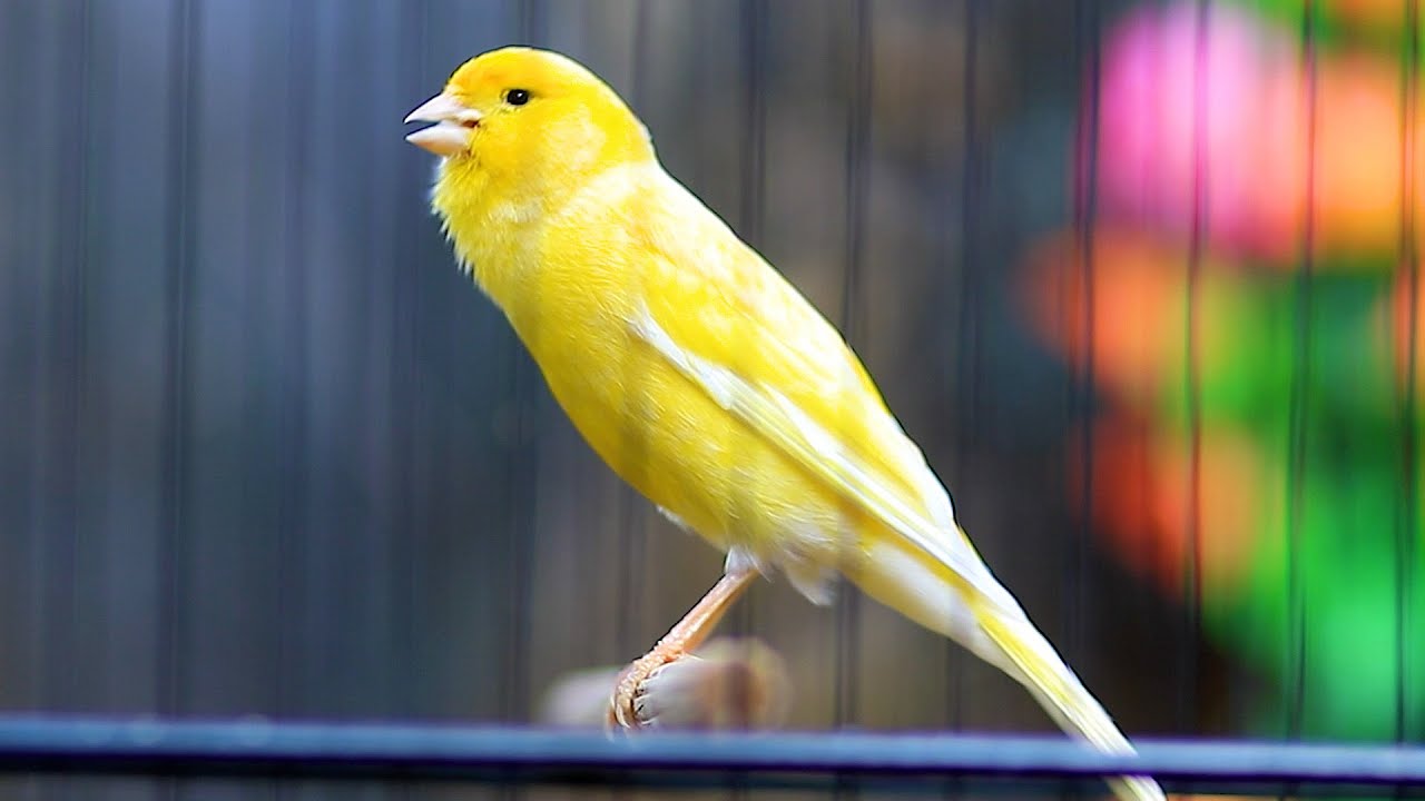 live 5#, KENARI LAIN PASTI RESPON, PUTARKAN SAJA SUARA KENARI GACOR INI ...