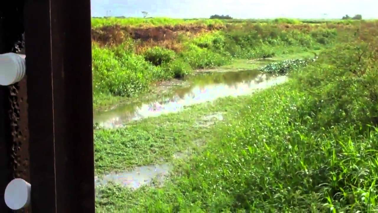 Caroni Rice Fields with the Birding Group - Trinidad & Tobago Field ...