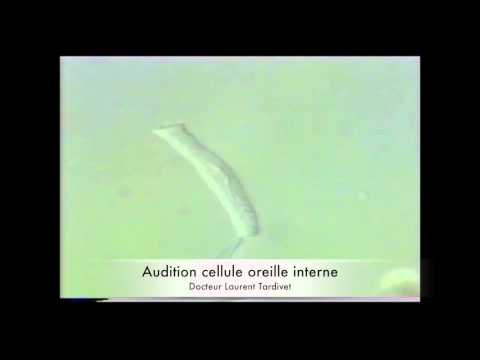 Audition cellule oreille interne