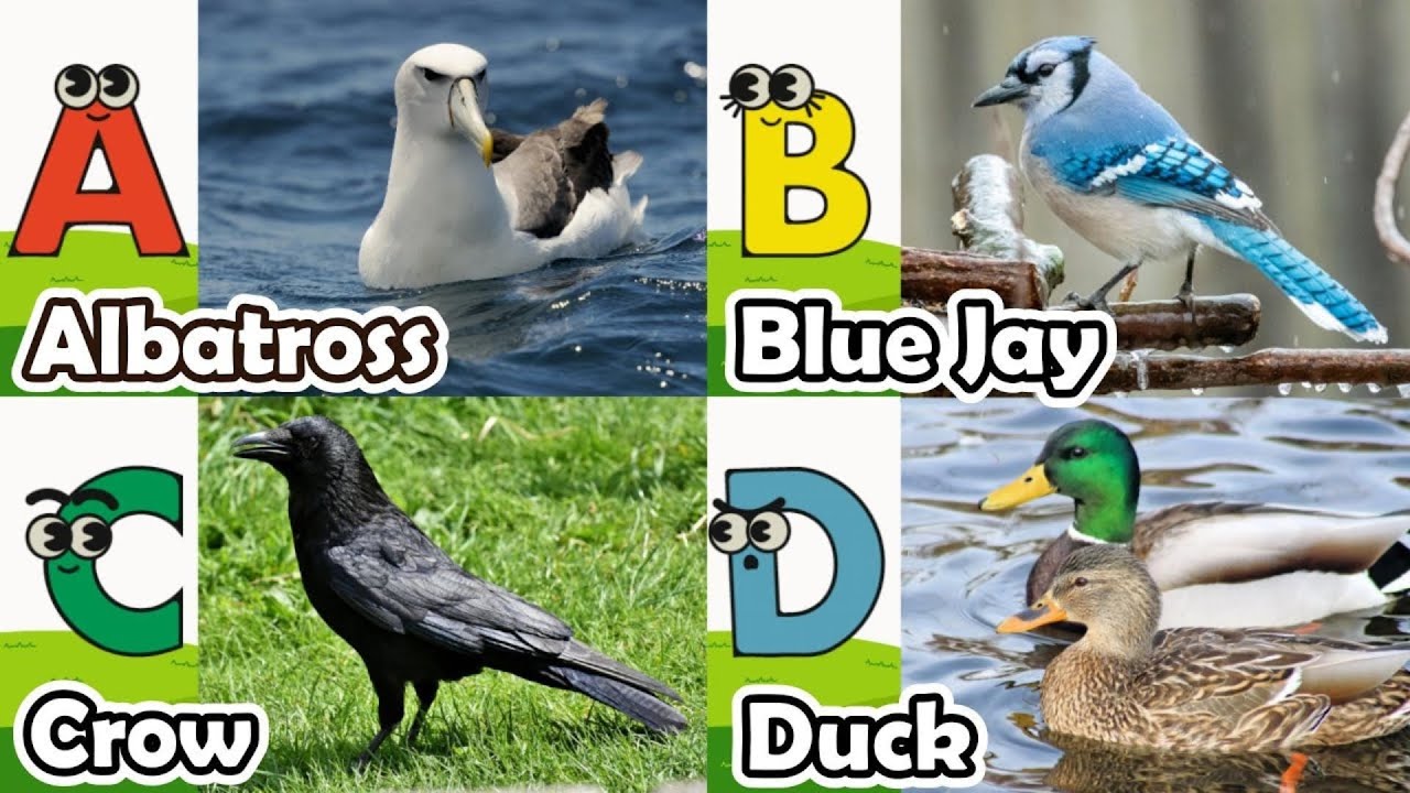 Birds Alphabet Song for Kids | Birds ABC Song | Phonics for Kids | Baby ...