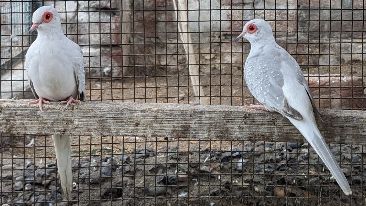 Beauty of Silver White Tail Combination in Diamond Dove - YouTube