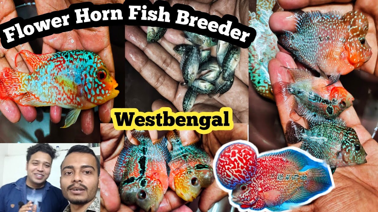 Flower Horn Fish Farming | Flower Horn Fishes Price | Aquarium fish ...