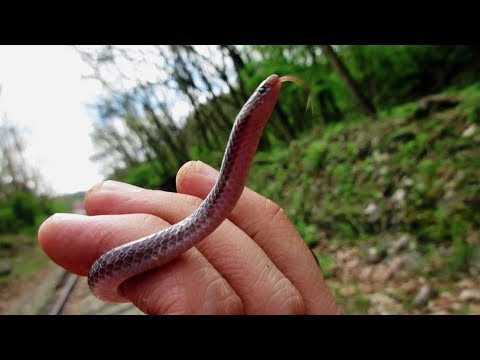 EARLY BIRD GETS THE WORM SNAKE (Herping Tennessee) - YouTube