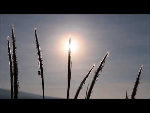 (background video) bunga rumput ilalang,, - YouTube