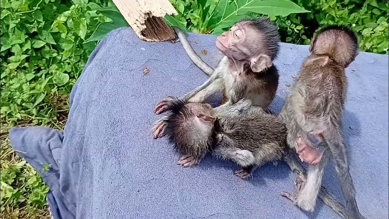 this one monkey was still weak and thin - YouTube