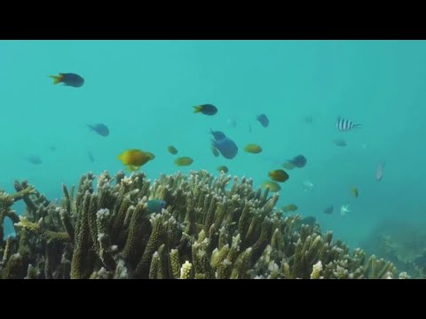 'Coral IVF' may help boost Great Barrier Reef - YouTube